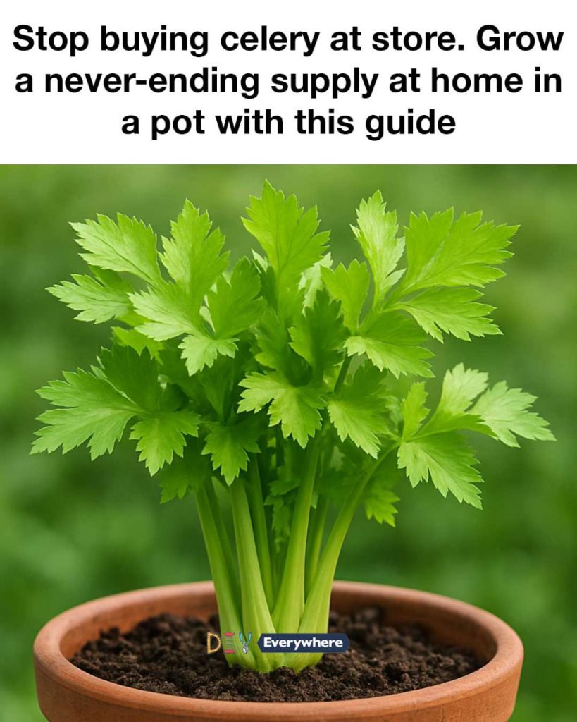 Stop buying celery at store. Grow a never-ending supply at home in a ...