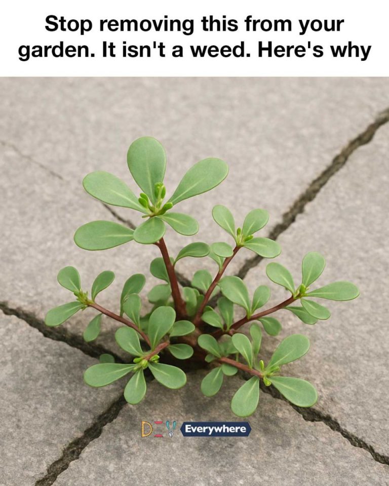 Stop removing this from your garden. It isn’t a weed. Here’s why – Best ...
