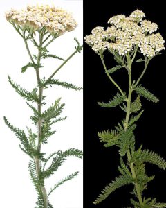 Yarrow Powerhouse: 30 Ancient Benefits of the “Herb of the Gods” and ...