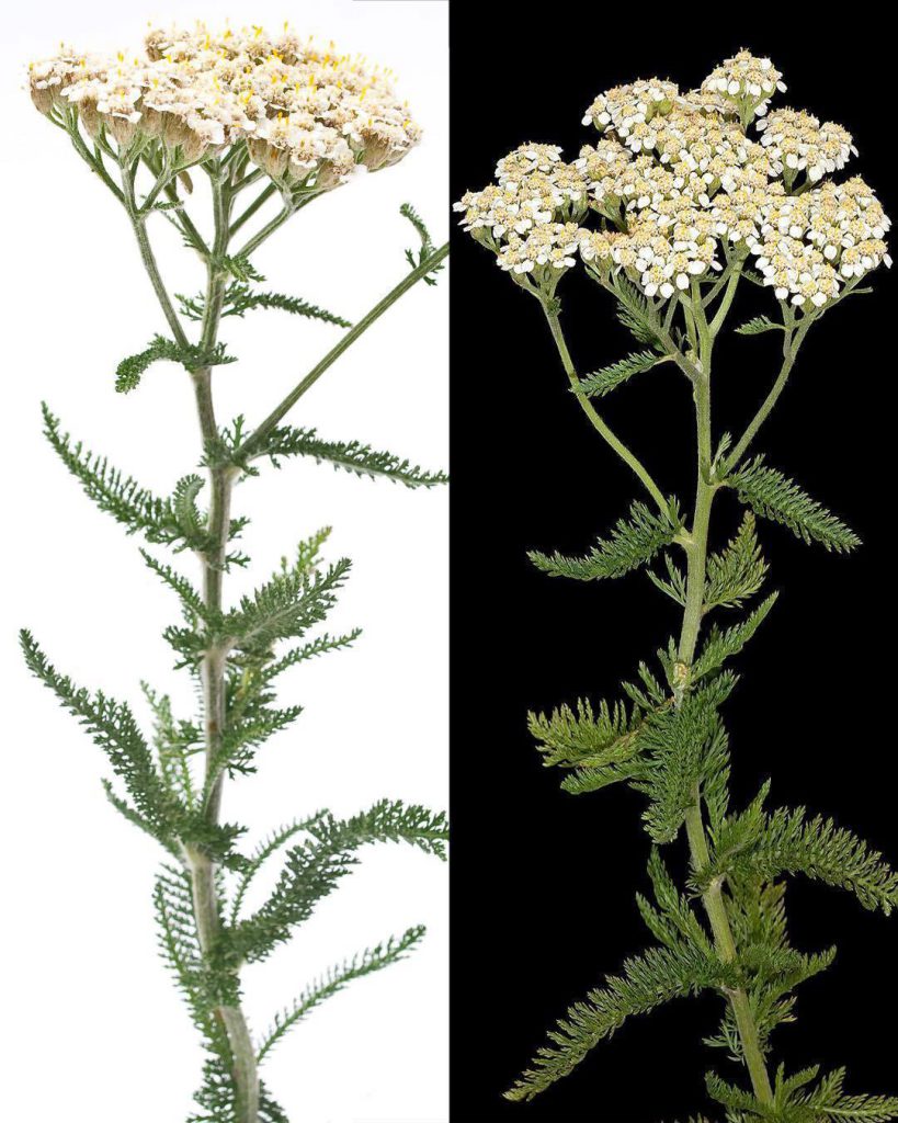 Yarrow Powerhouse: 30 Ancient Benefits of the “Herb of the Gods” and ...